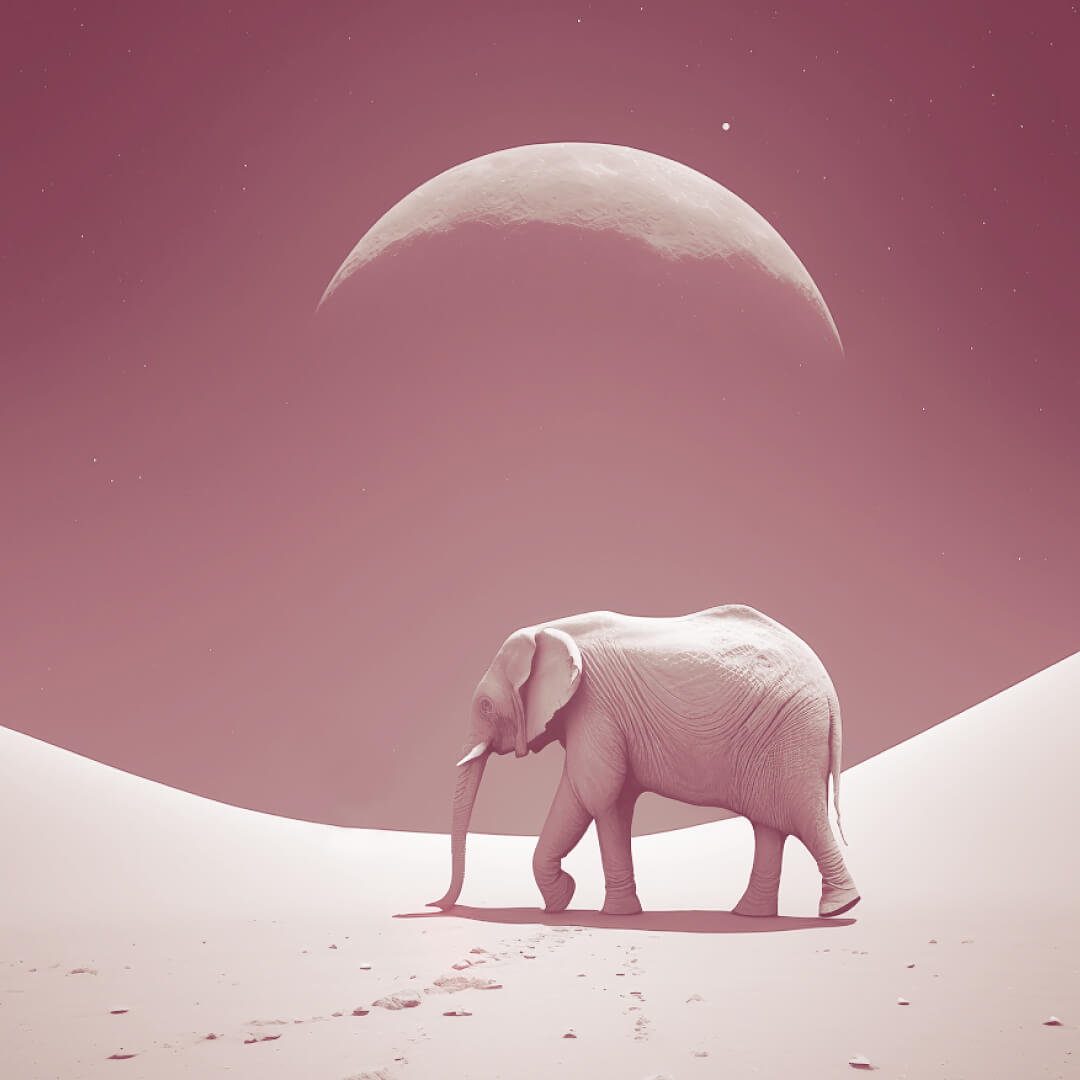 How to improve your non-verbal communication — tips from an Elephant ...